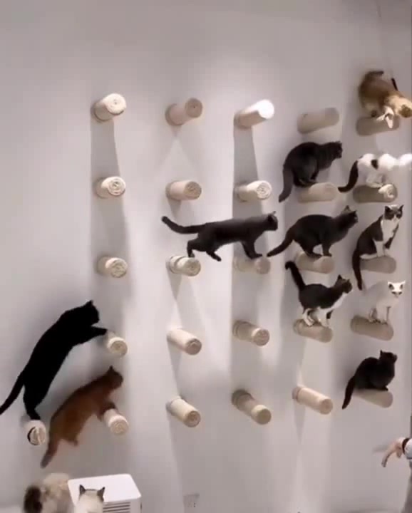 cats on the wall - Coub - The Biggest Video Meme Platform