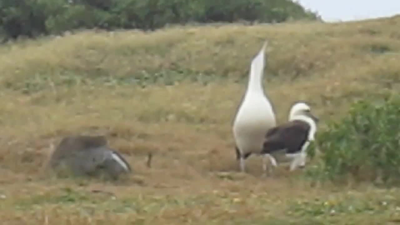 The Albatross Rap Battle - Coub - The Biggest Video Meme Platform