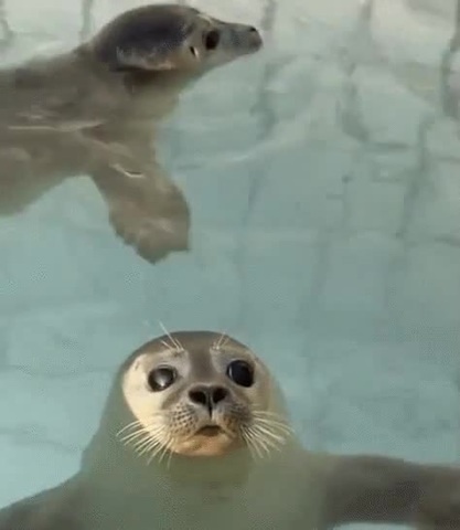 Sad seal - Coub - The Biggest Video Meme Platform