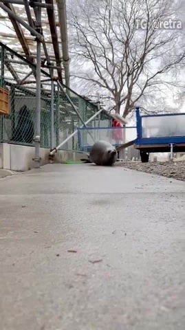 Galumphing - Coub - The Biggest Video Meme Platform