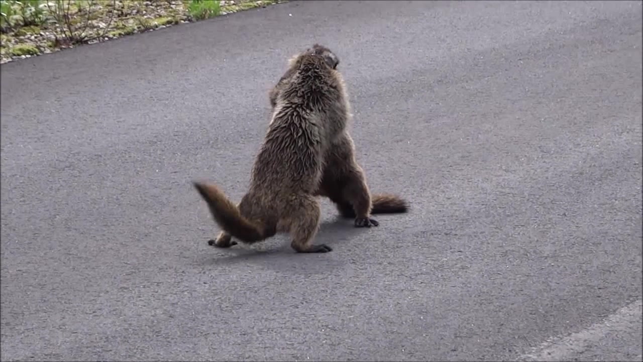 Marmot Epic Dance Fight - Coub - The Biggest Video Meme Platform
