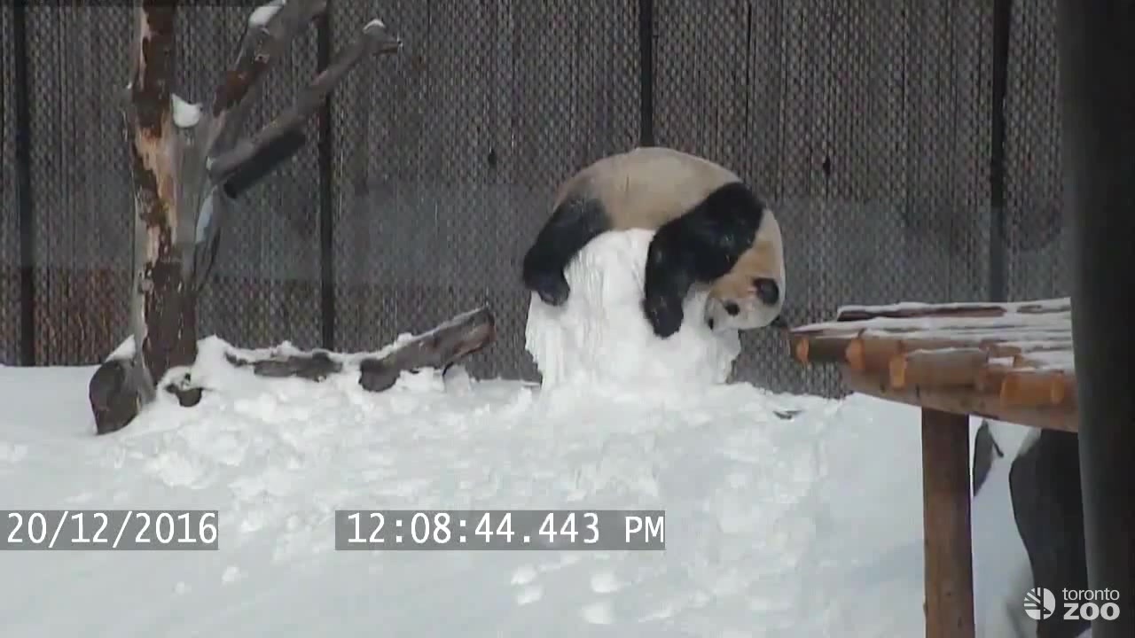 Panda #5 - Coub - The Biggest Video Meme Platform