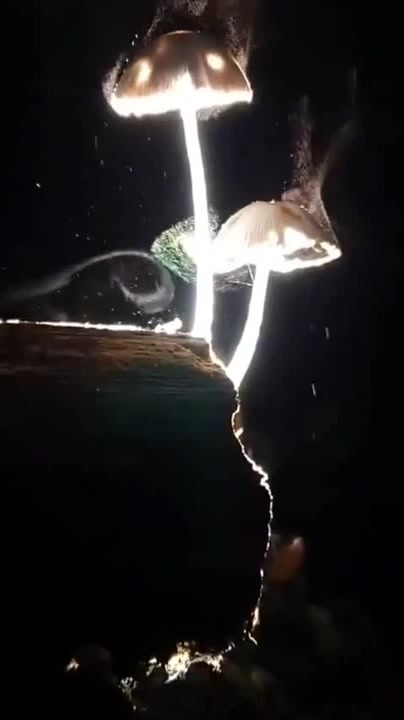 psychedelic mushrooms - Coub - The Biggest Video Meme Platform