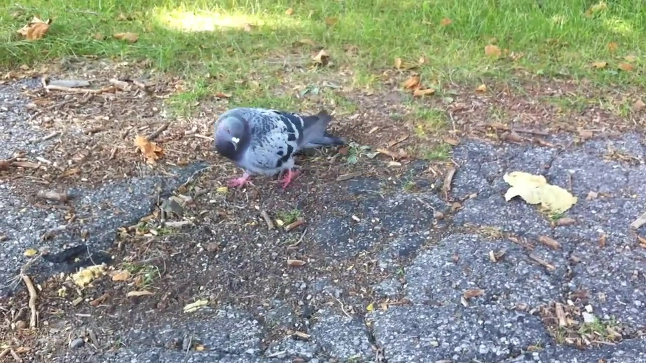 Drunk pigeon is drunk - Coub - The Biggest Video Meme Platform
