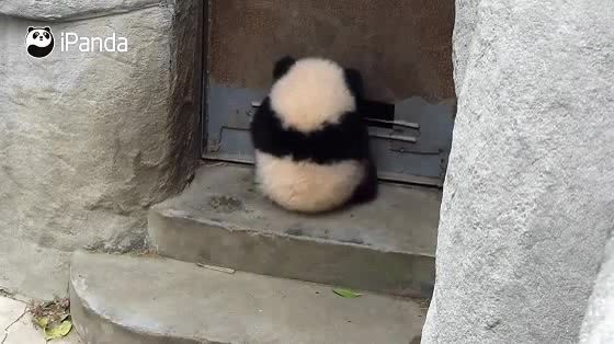 mission impossible panda - Coub - The Biggest Video Meme Platform