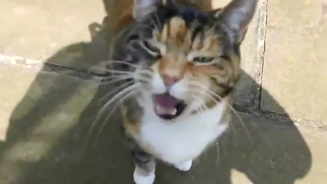 Cat has a crazy deep meow - Coub - The Biggest Video Meme Platform