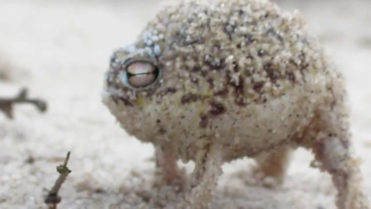 Worlds Cutest Frog - Desert Rain Frog - Coub - The Biggest Video Meme ...