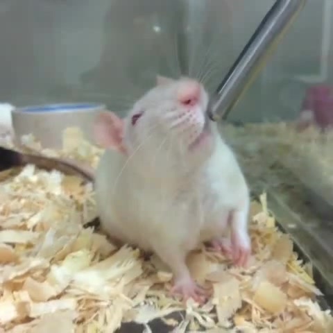 Goofy looking rat.... #Deleting bc no one cares about a goofy rat ...