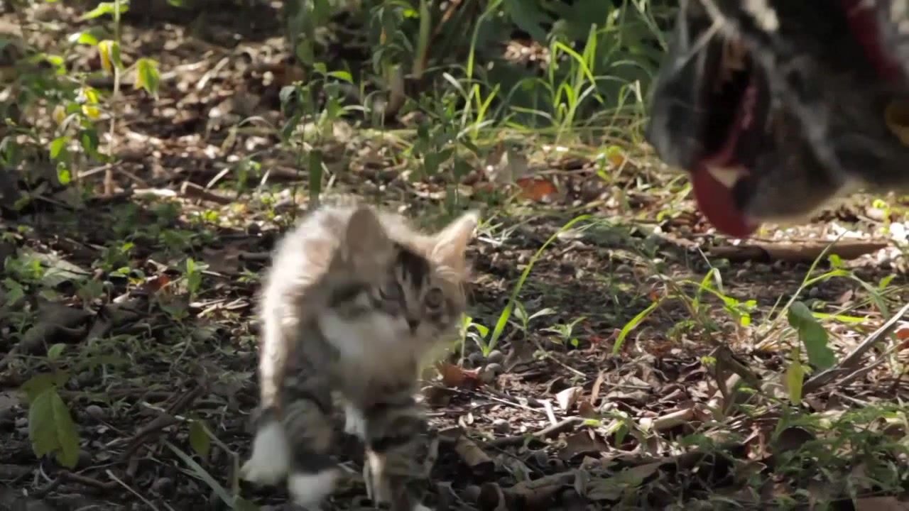 Kitten can't stop the beat - Coub - The Biggest Video Meme Platform