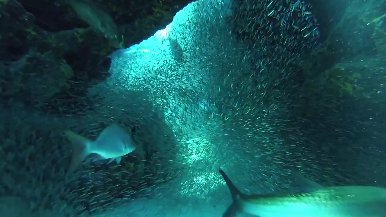 1 Million Fish - Coub - The Biggest Video Meme Platform