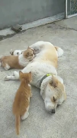 Pamacska a macska - Coub - The Biggest Video Meme Platform