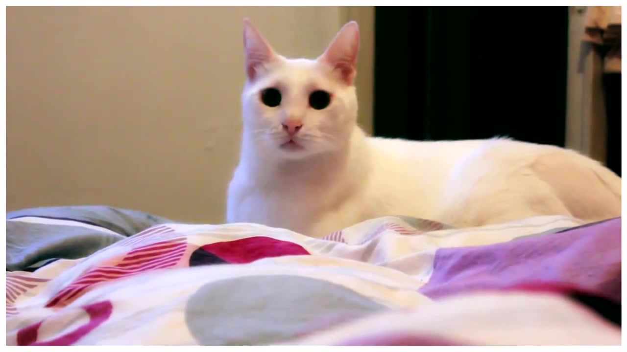 Avicii - Wake Me Up - Cats Cover - Coub - The Biggest Video Meme Platform