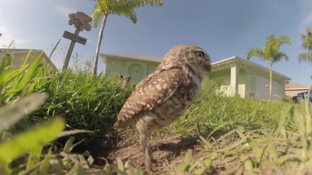 Burrow Owl - Coub - The Biggest Video Meme Platform