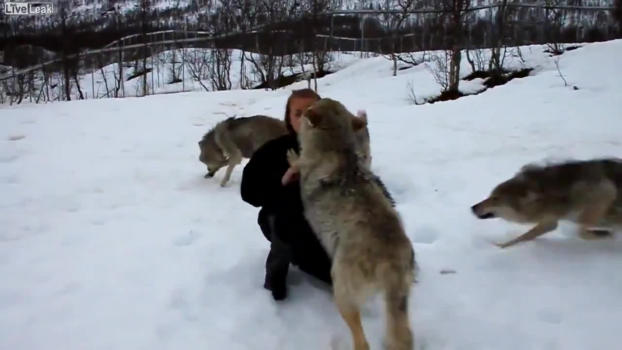 Wolves Without Teeth - Coub - The Biggest Video Meme Platform