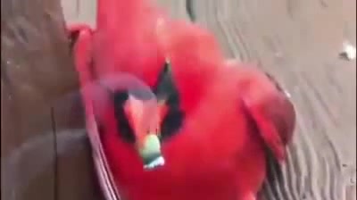 Stop Chiefing, carl - Coub - The Biggest Video Meme Platform