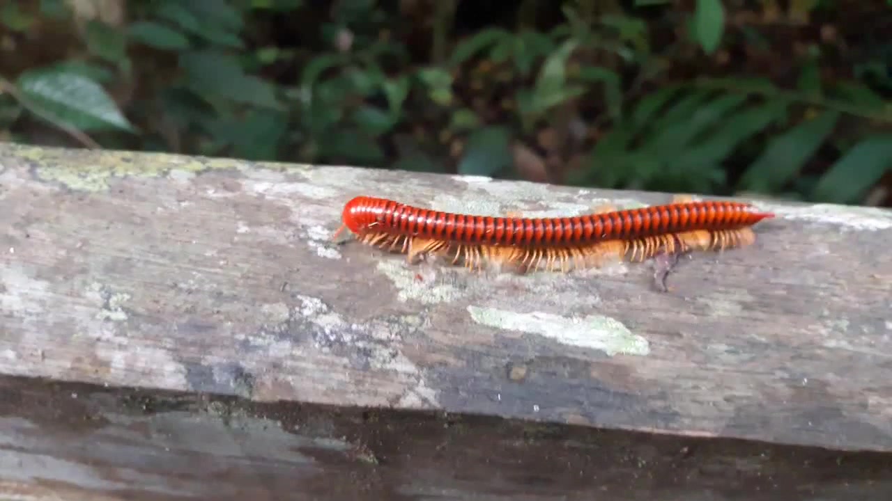 Millipede Hypnosis - Coub - The Biggest Video Meme Platform