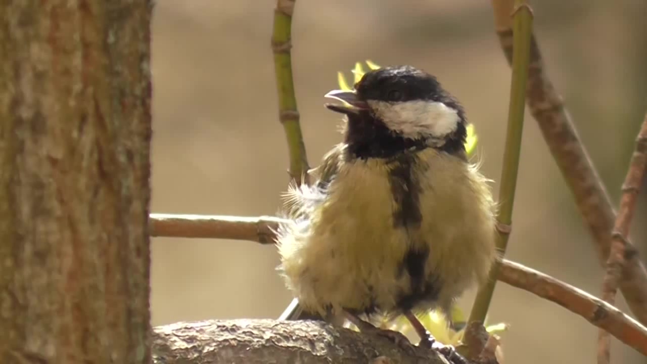 chickadee - Coub - The Biggest Video Meme Platform