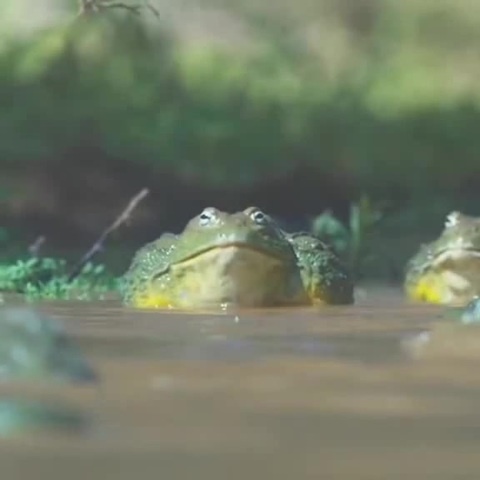 Bullfrog Alpha - Coub - The Biggest Video Meme Platform