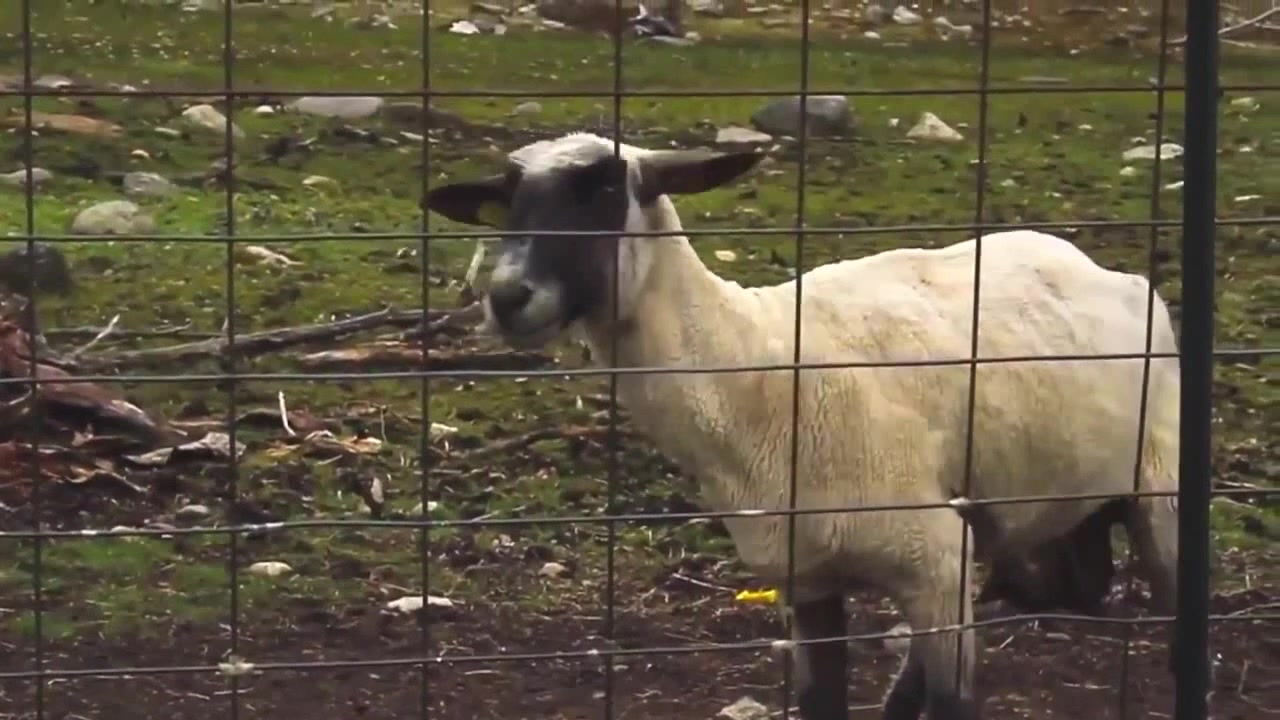 Funny Goats Screaming like Humans - Coub - The Biggest Video Meme Platform