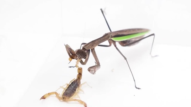PRAYING MANTIS EATING A SCORPION TIME-LAPSE - Coub - The Biggest Video ...