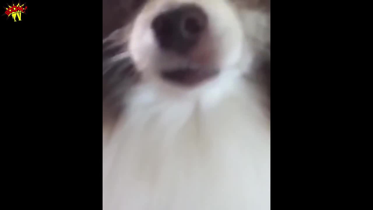 BEST COUB #529 ЛУЧШИЕ ПРИКОЛЫ COUB за НОЯБРЬ от BOOM TV - Coub - The Biggest Video Meme Platform