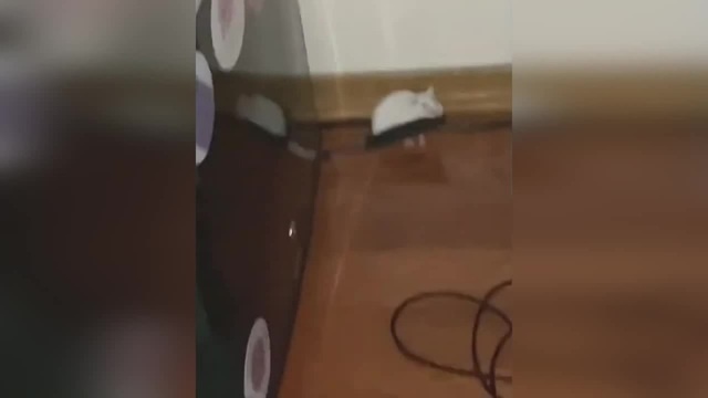 hamster with a knife - Coub - The Biggest Video Meme Platform