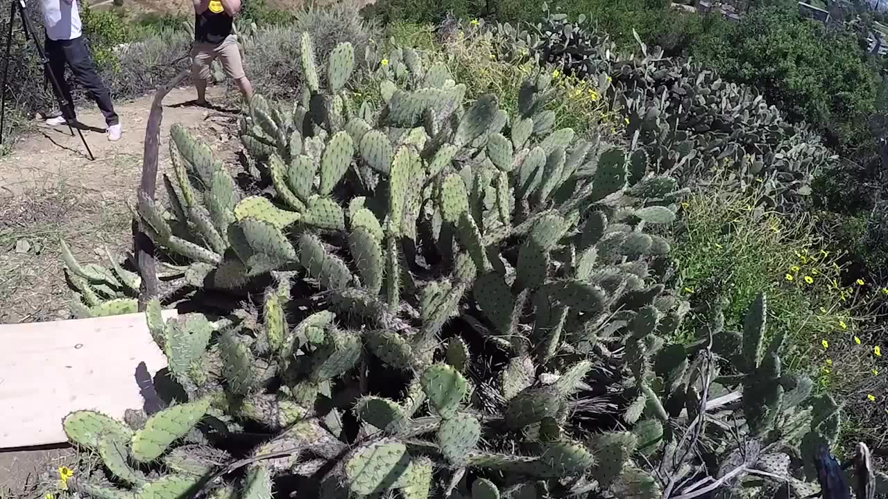 Epic Cactus Jump GONE WRONG feat. Zach Holmes - Steve-O - Coub - The ...