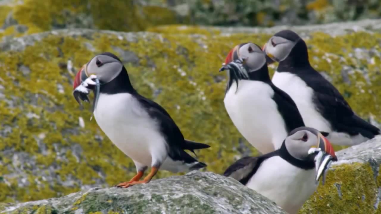 Puffins Pick the Perfect Home - Coub - The Biggest Video Meme Platform