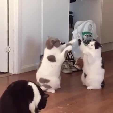 yt-319 | those cats were fast as lightning - Coub - The Biggest Video ...