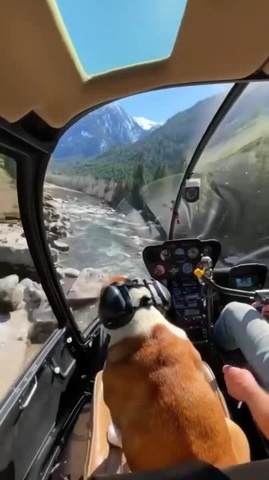 Flying Dog - Coub - The Biggest Video Meme Platform