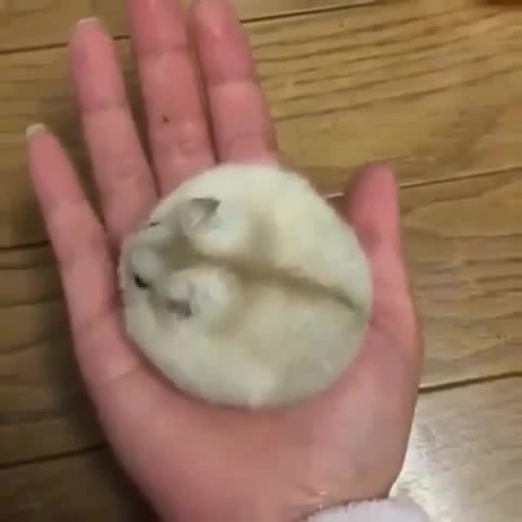 Hamster shake shake - Coub - The Biggest Video Meme Platform