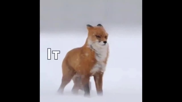 IT WIMDY - Coub - The Biggest Video Meme Platform