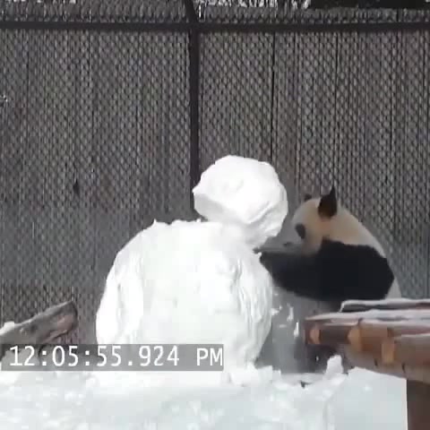 Dumb Panda 🐼 - Coub - The Biggest Video Meme Platform