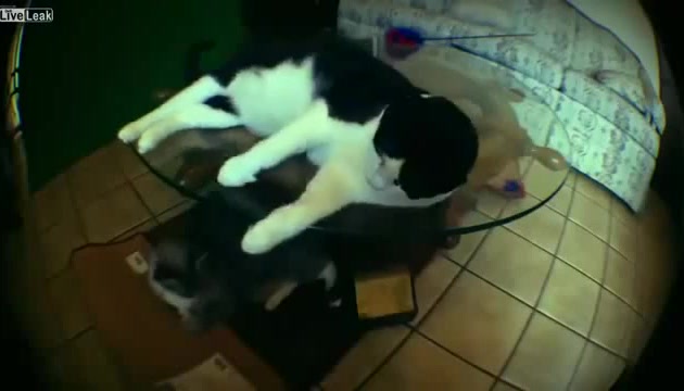 Funny Cat Farts Explosive Diarrhea on his owner - Coub - The Biggest ...
