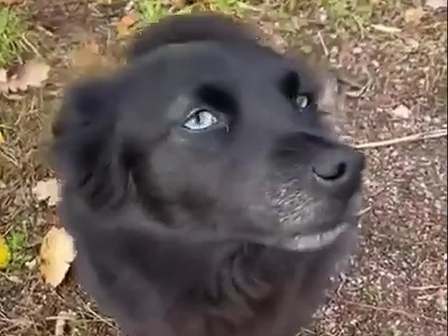 Just a sweet mongrel. - Coub - The Biggest Video Meme Platform