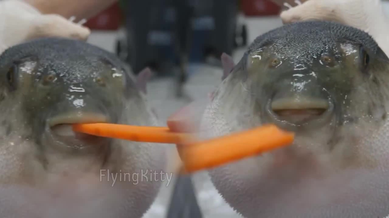 PufferFish Rave - Coub - The Biggest Video Meme Platform