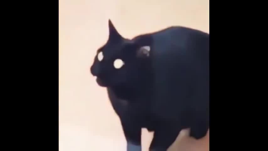 Cat Morse code meme 2 infinite - Coub - The Biggest Video Meme Platform