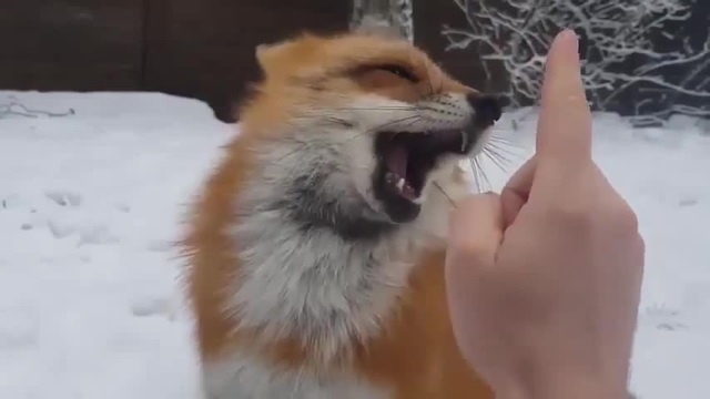 fox boop - Coub - The Biggest Video Meme Platform