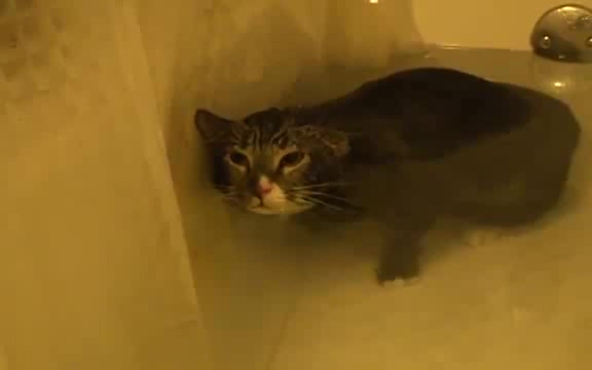 sonar cat - Coub - The Biggest Video Meme Platform