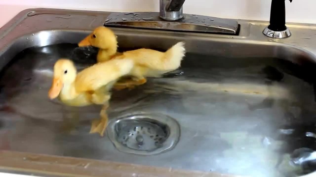 Baby Duck Swimming In Sink
